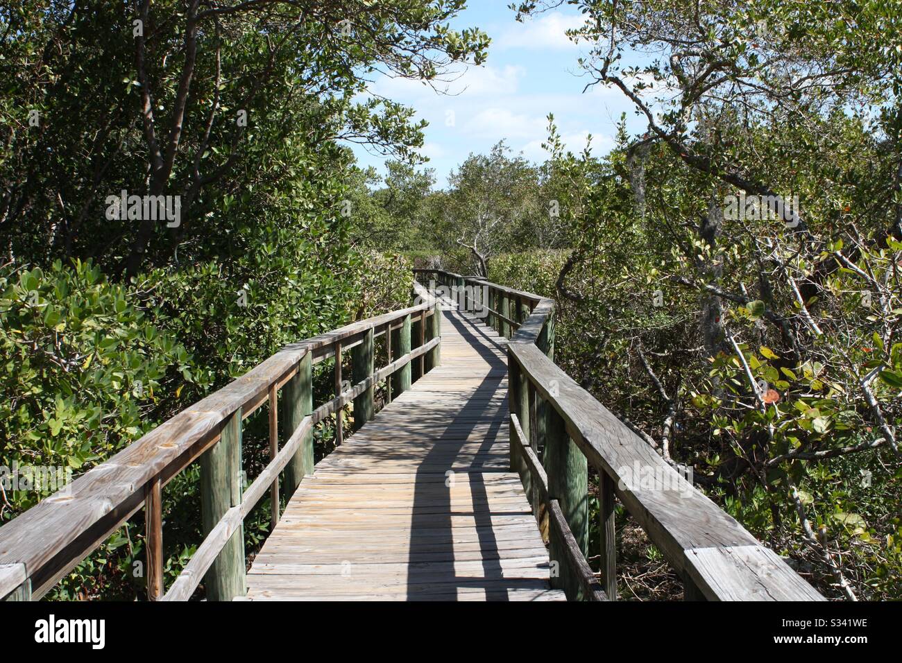 Boardwalk,wetlands forest,red mangrove,black mangrove,silver buttonwood ...