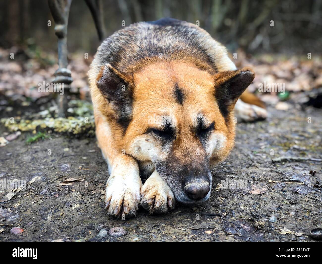 German shepherd dog sleeping hi-res stock photography and images - Alamy