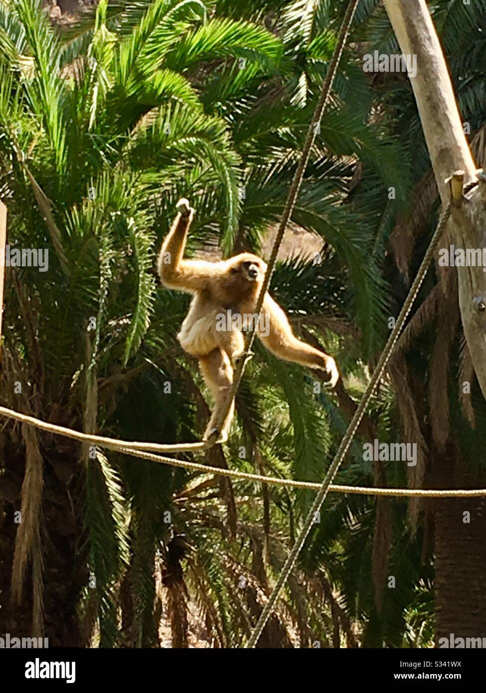Monkey swinging rope hi-res stock photography and images - Alamy