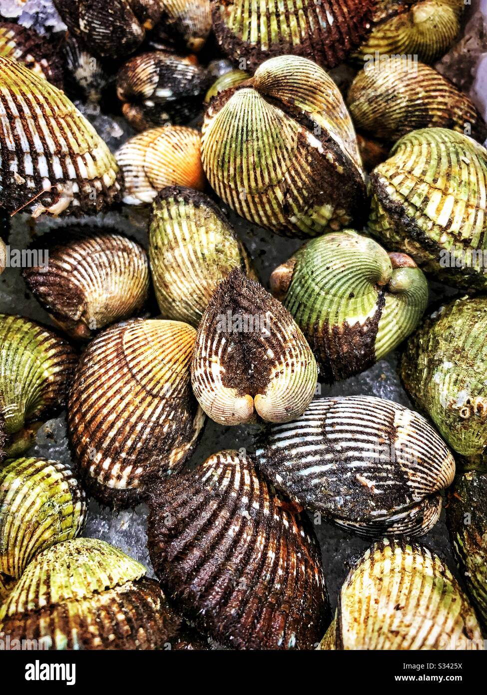 Ocean clams hi-res stock photography and images - Alamy