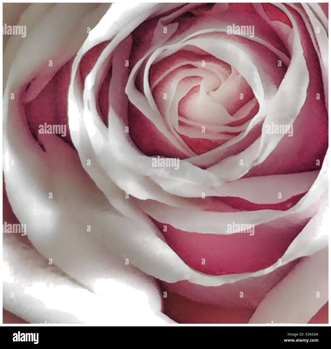 Fragile rose hi-res stock photography and images - Alamy