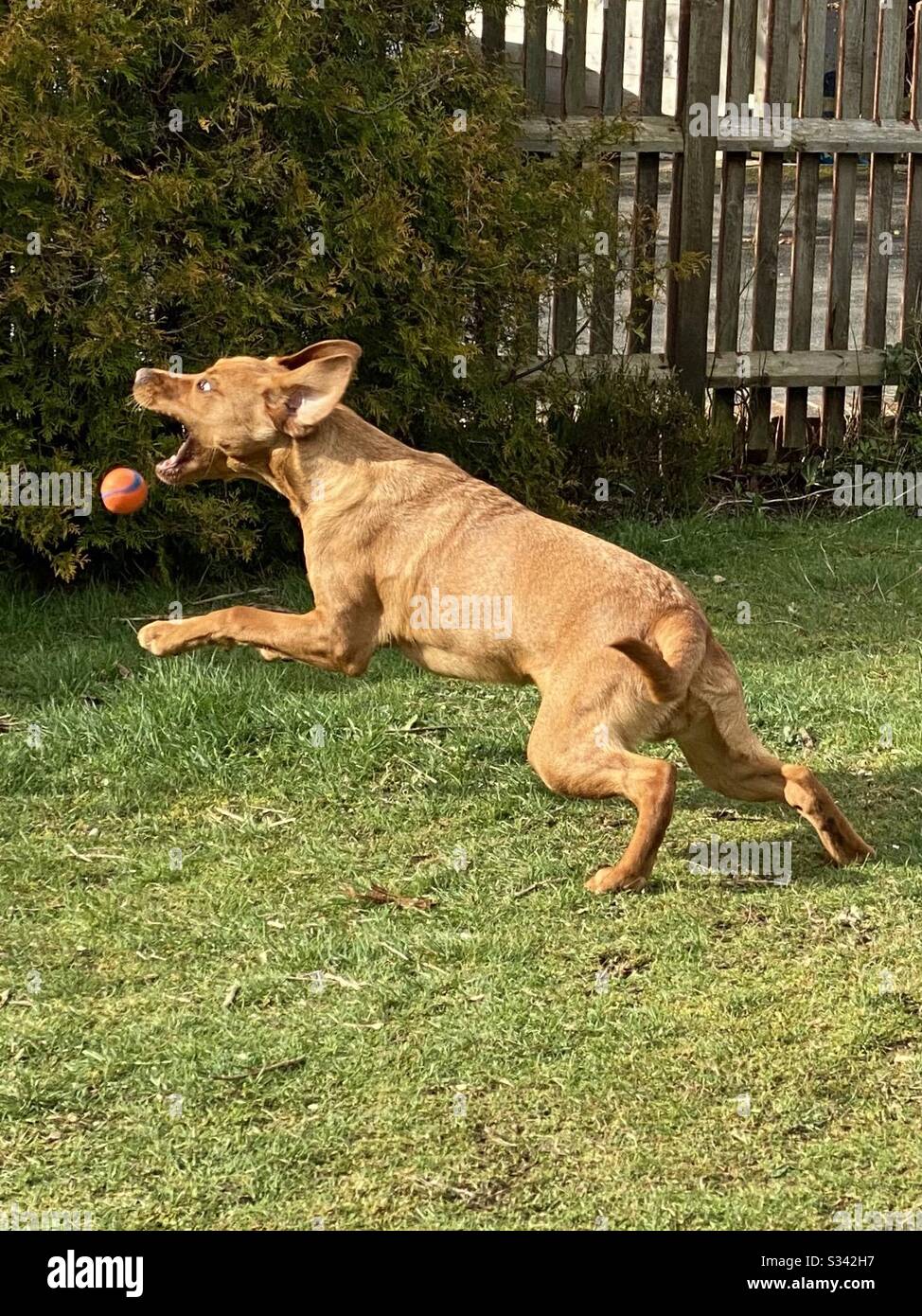 Labrador catching hi-res stock photography and images - Alamy