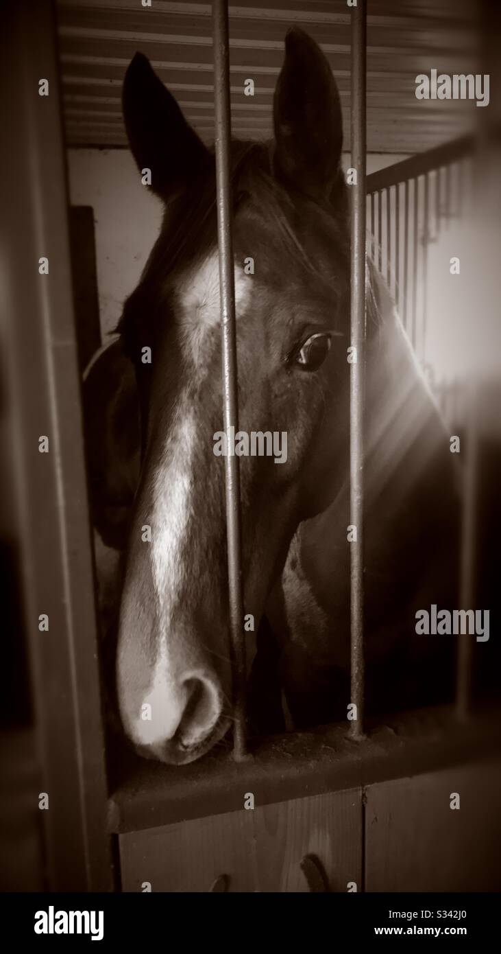 Inside horse box hi-res stock photography and images - Alamy