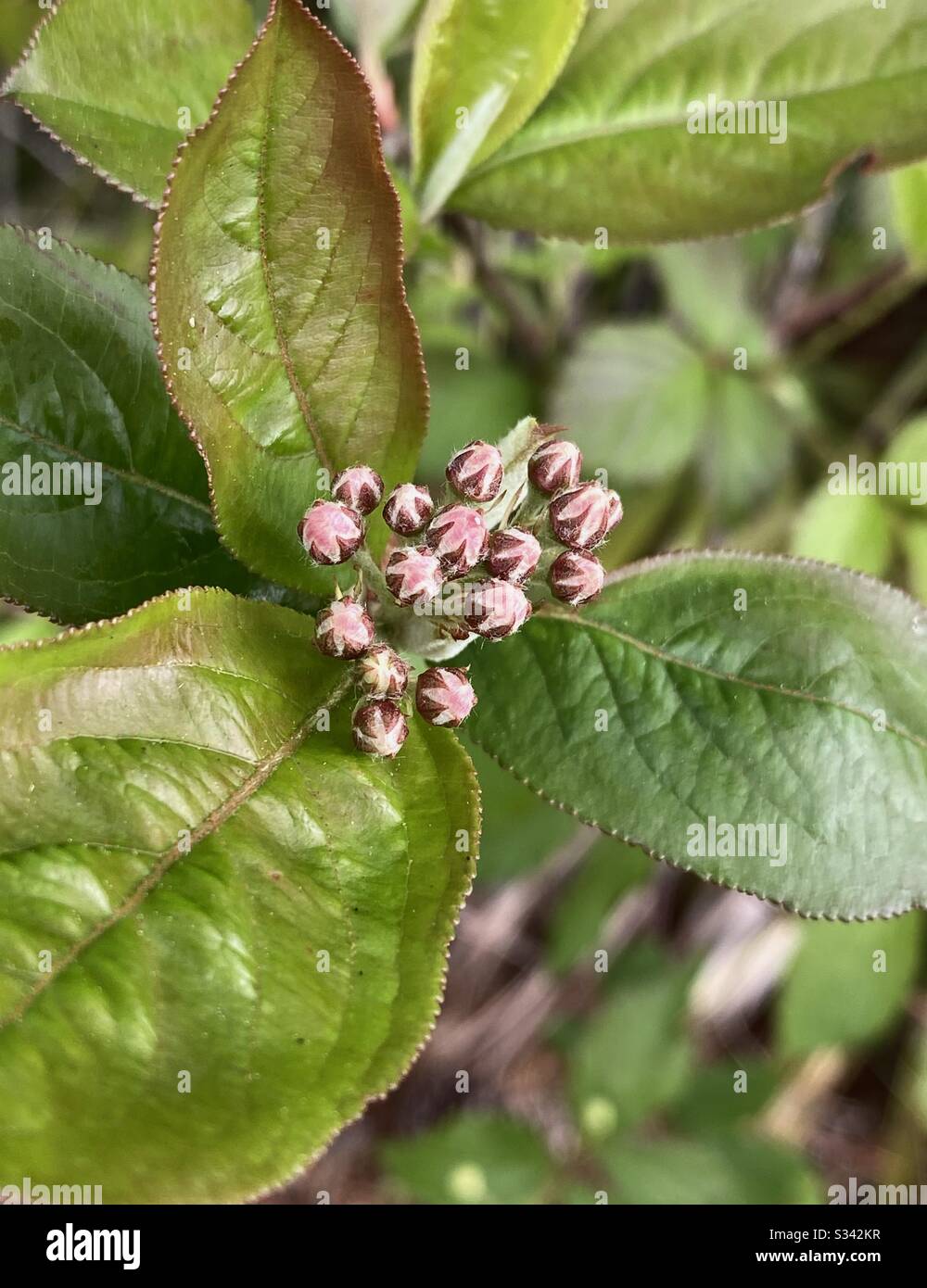 Start cluster hi-res stock photography and images - Alamy