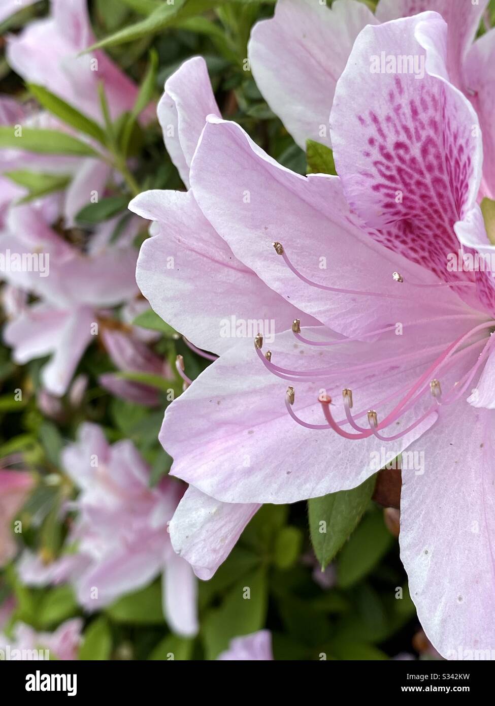 Pink azalea blooms hi-res stock photography and images - Alamy
