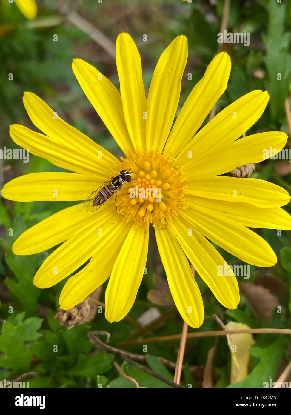 Bright yellow daisy flower with a tiny flower fly getting pollen Stock ...
