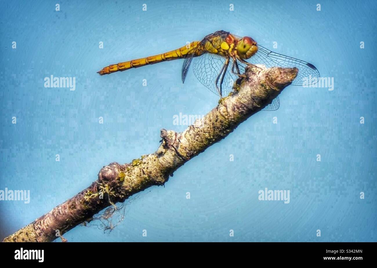Dragon with wings hi-res stock photography and images - Alamy