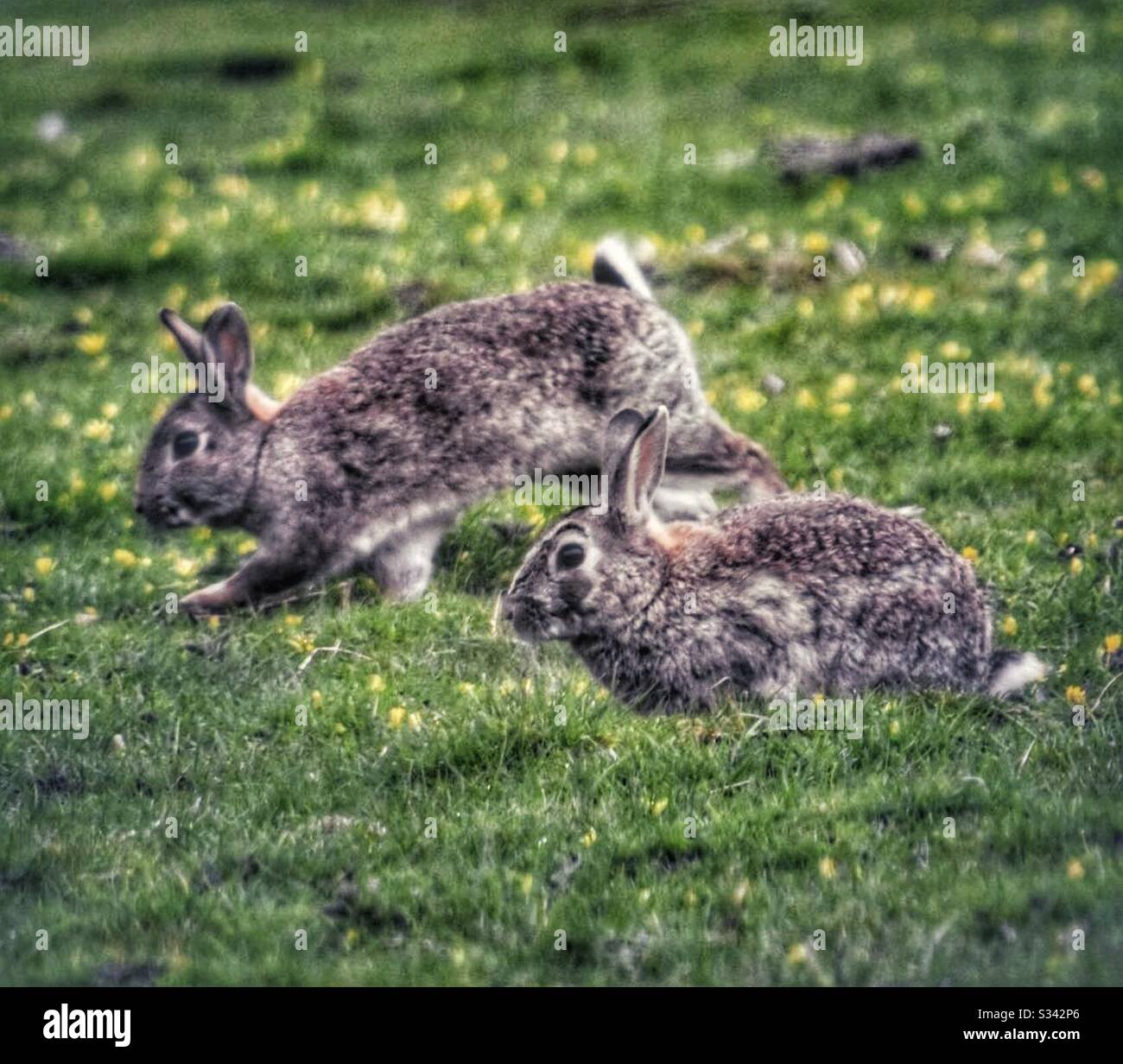 Grey rabbits hi-res stock photography and images - Alamy