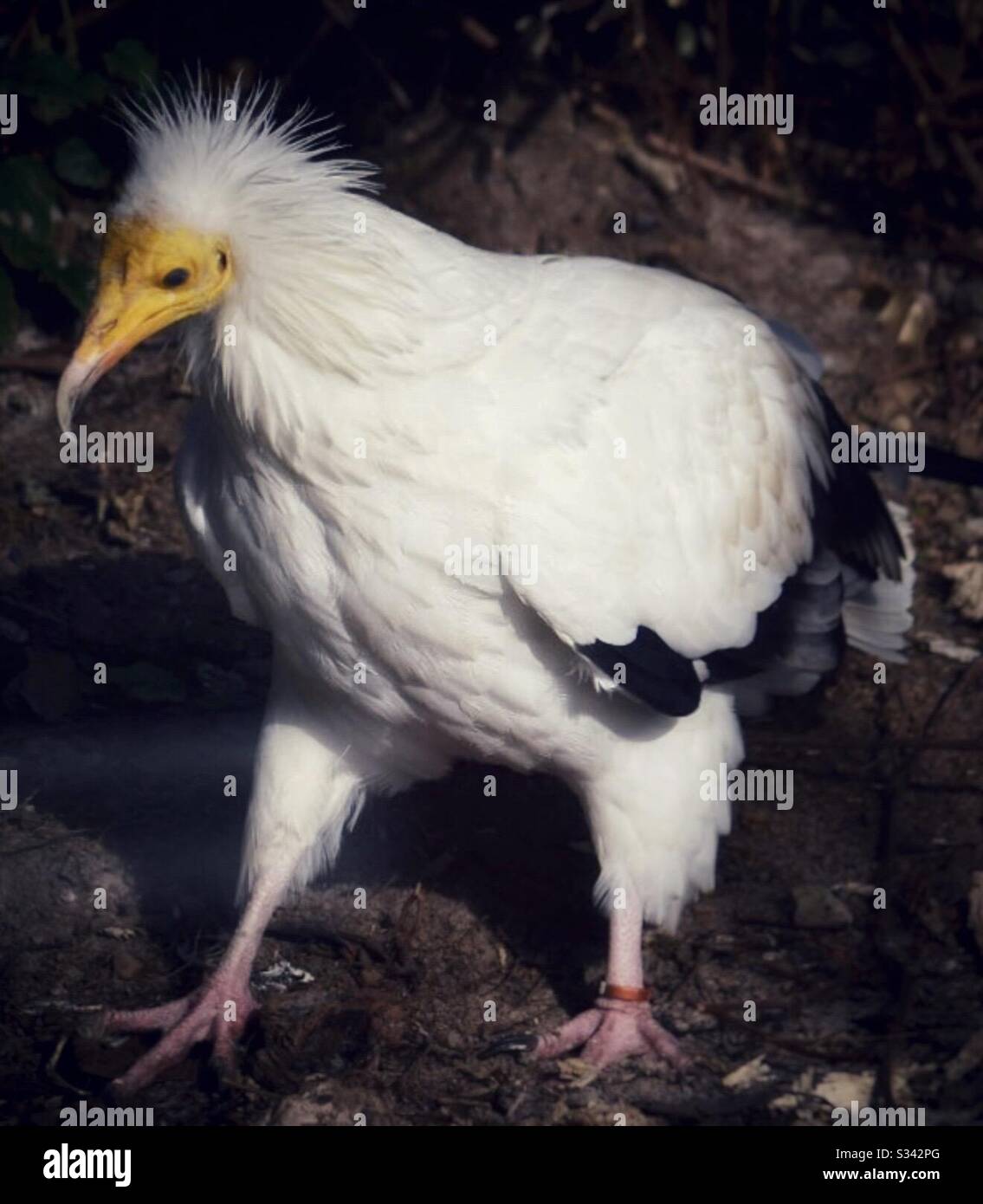 Bird photograph hi-res stock photography and images - Alamy