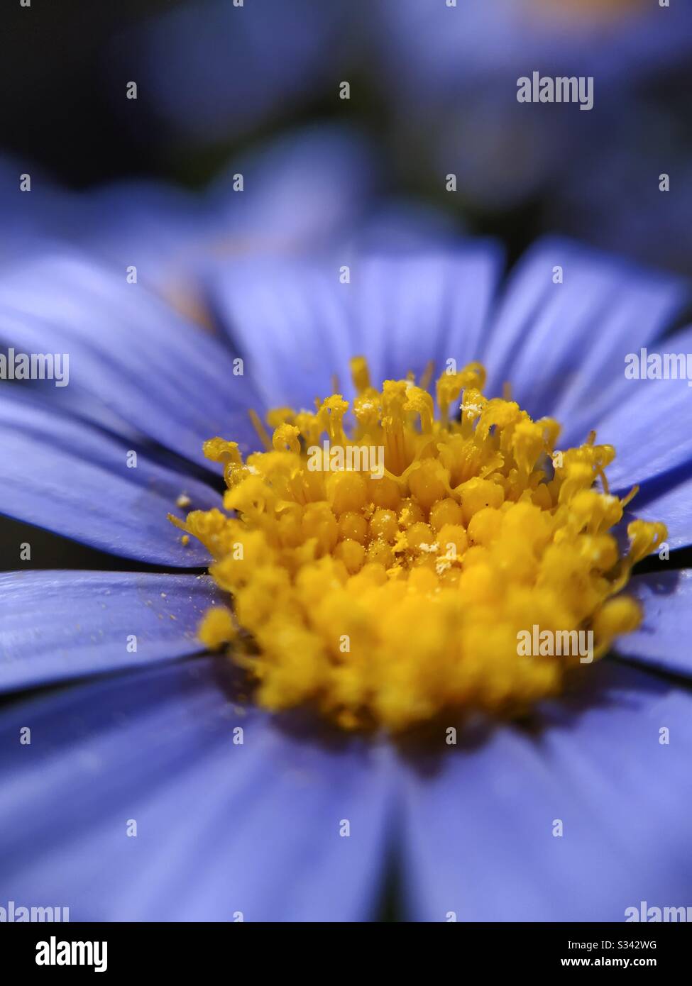 Blue flowers with yellow centre hi-res stock photography and images - Alamy