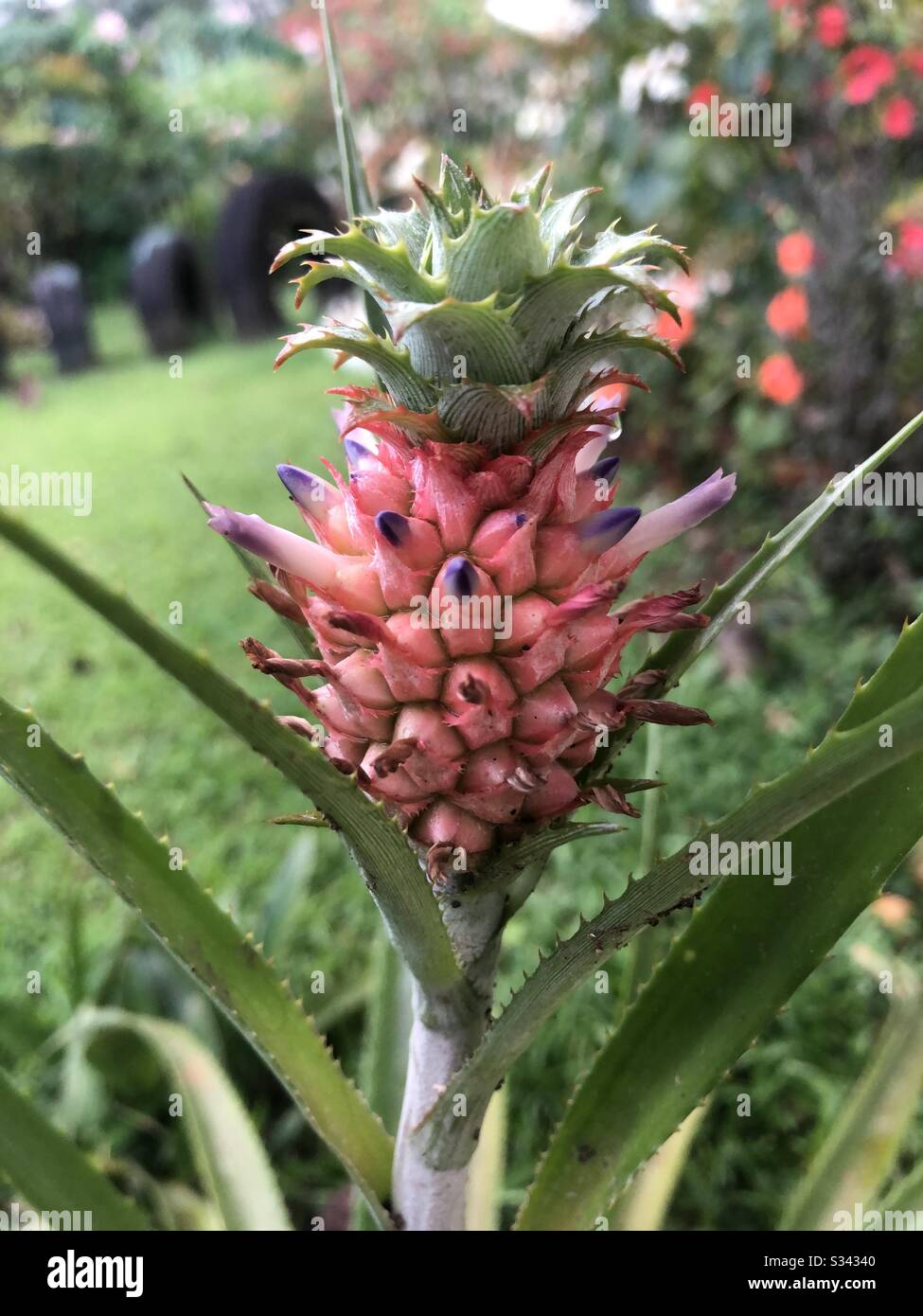 Pink pineapple plant hi-res stock photography and images - Alamy