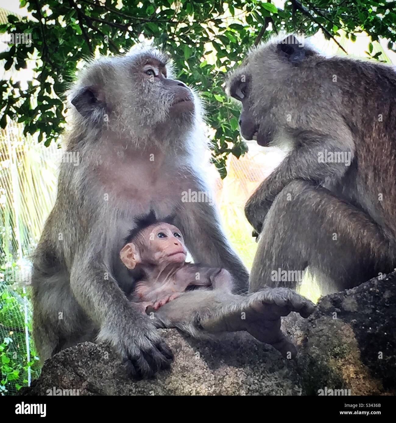 Adult female and juvenile crab-eating or long-tailed macaques at Kuala ...