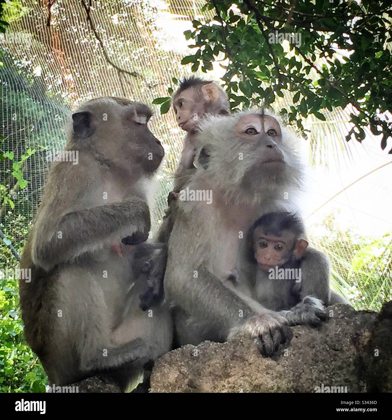 Adult female and juvenile crab-eating or long-tailed macaques at Kuala ...