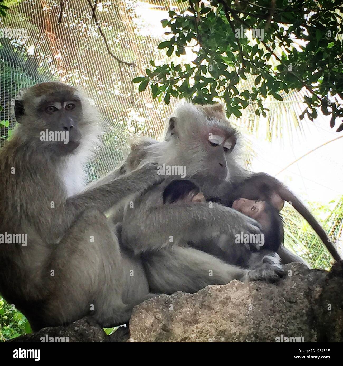 Long tailed macaques malaysia hi-res stock photography and images - Alamy
