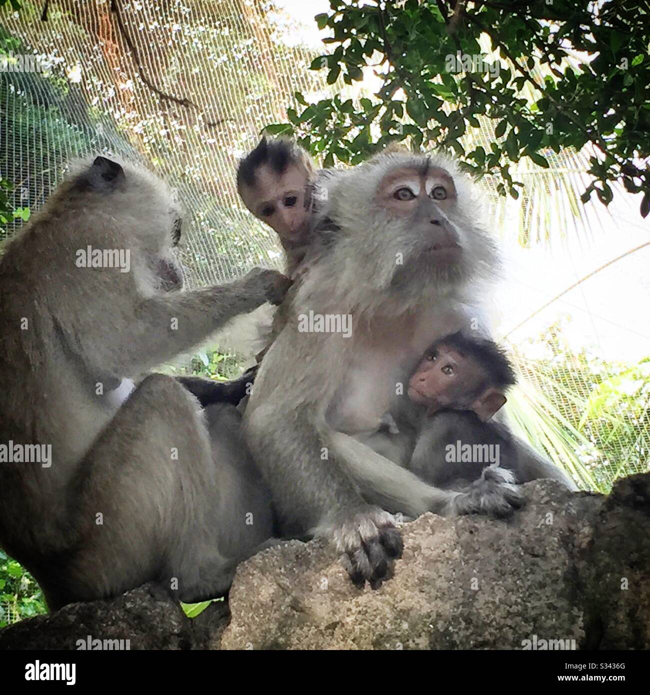 Adult female crab eating macaque hi-res stock photography and images ...