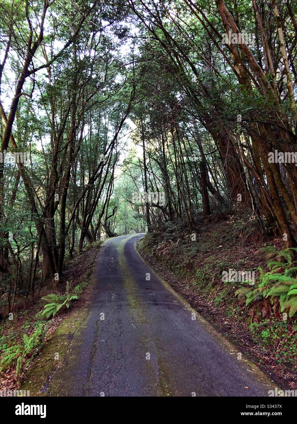 Tree lined forest hi-res stock photography and images - Alamy