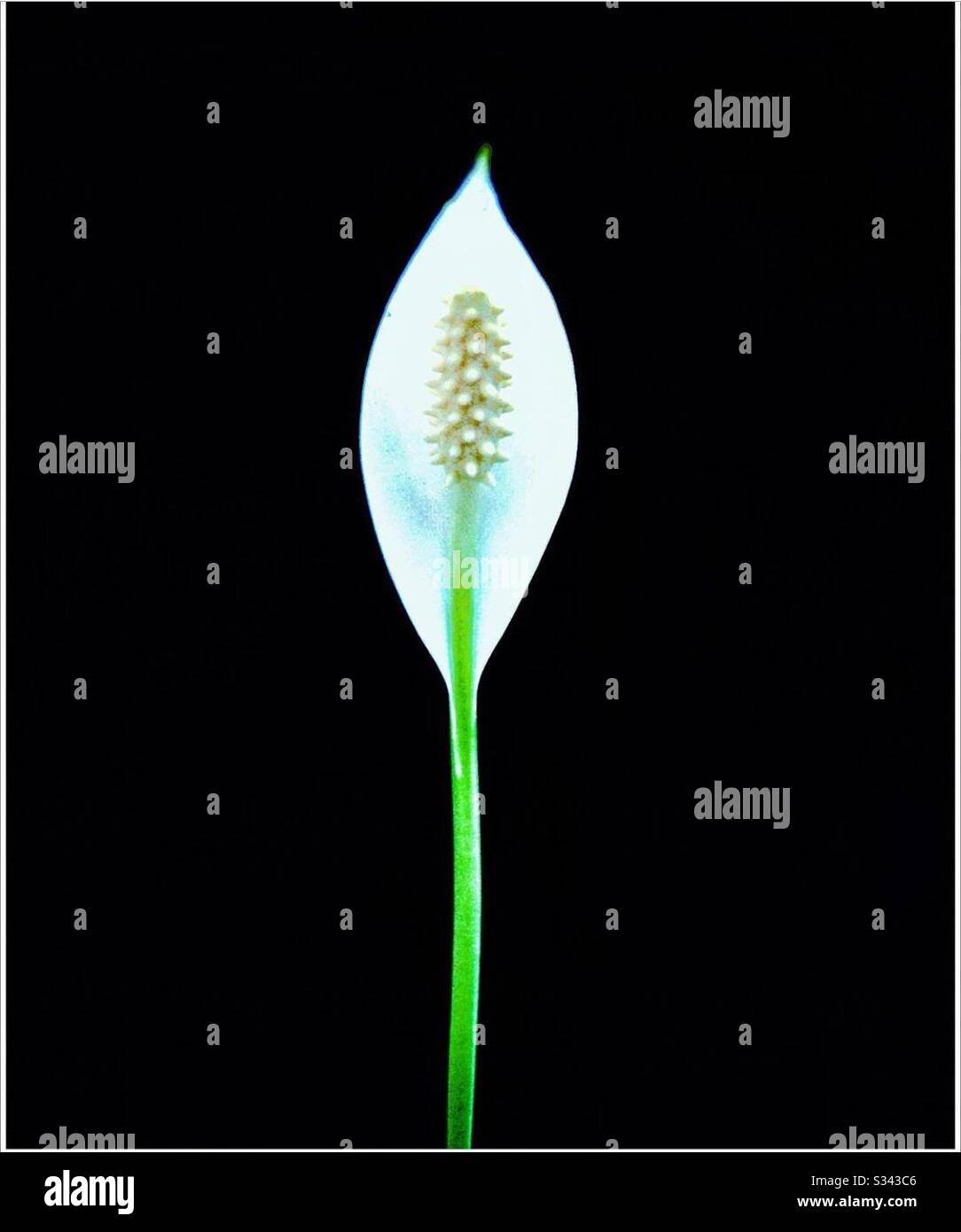 A single lily Stock Photo - Alamy