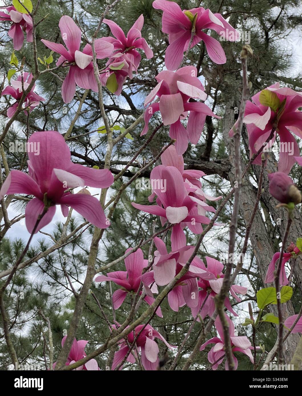 Pink magnolia tree in full bloom Stock Photo - Alamy