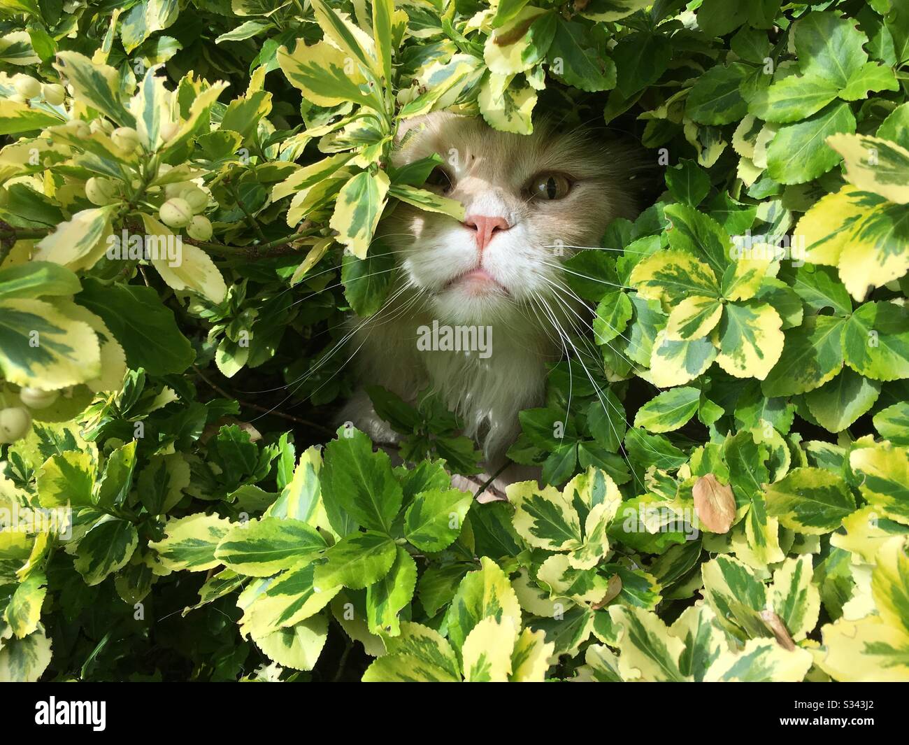 Peekaboo cat hi-res stock photography and images - Alamy