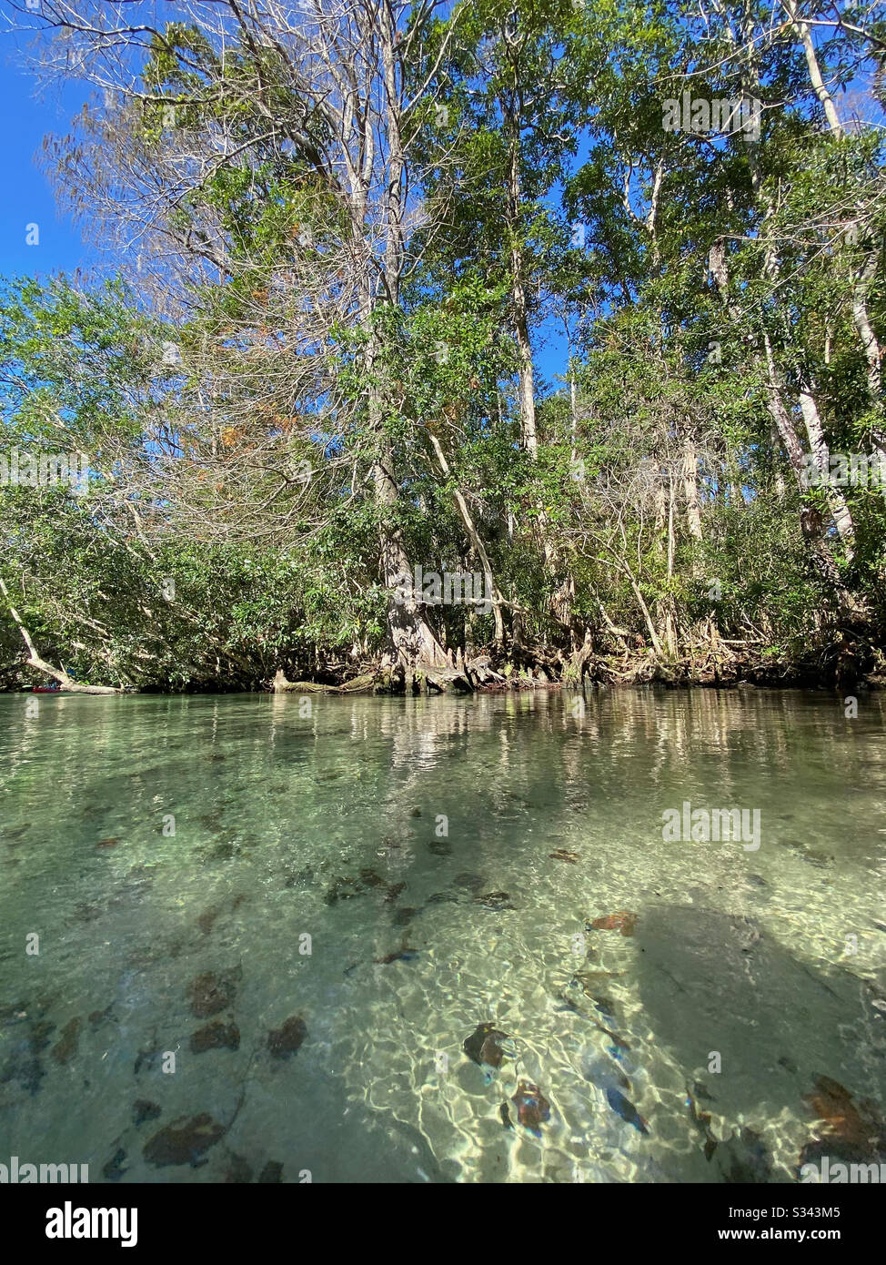 Morning on Weeki Wachee Springs State Park, Florida Stock Photo - Alamy