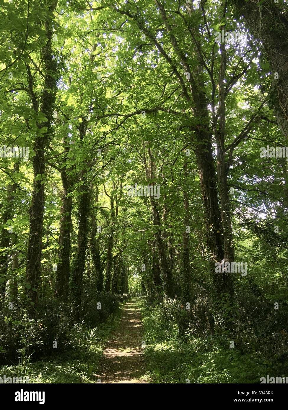 Trees in summertime hi-res stock photography and images - Alamy