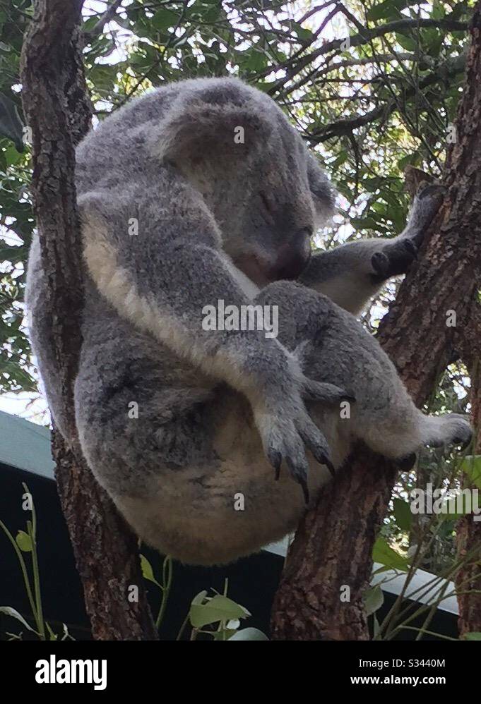 Napping koala hi-res stock photography and images - Alamy