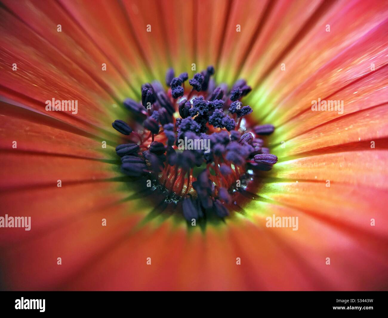 Daisy center hi-res stock photography and images - Alamy