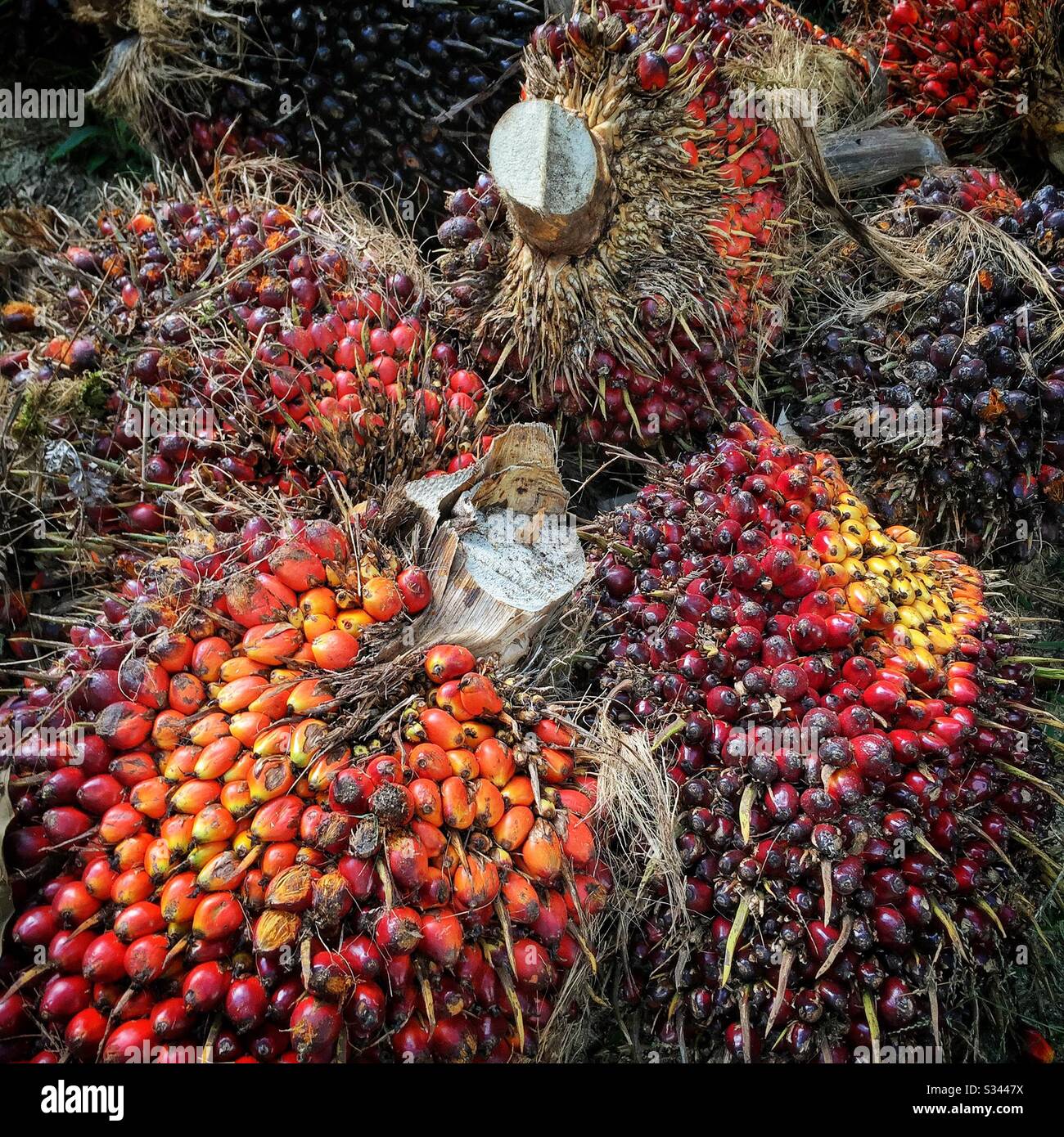 Palm oil tree hi-res stock photography and images - Alamy