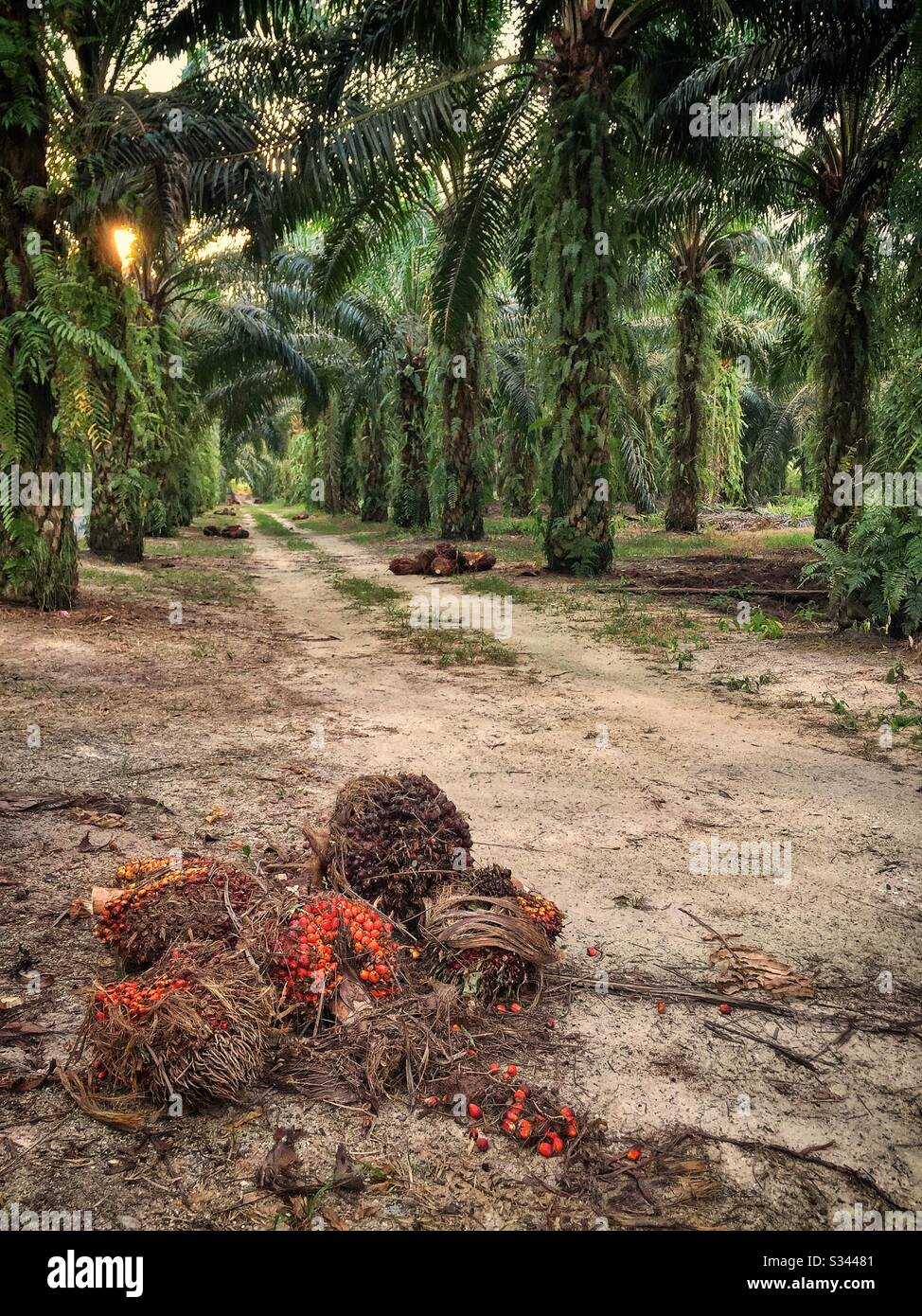 Fruit from a plantation oil palm tree, cut and waiting for transport to ...