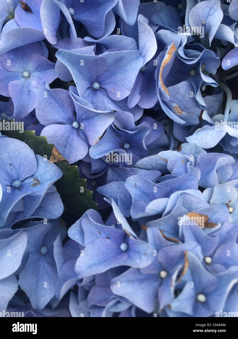 Blue hydrangea flowers Stock Photo - Alamy