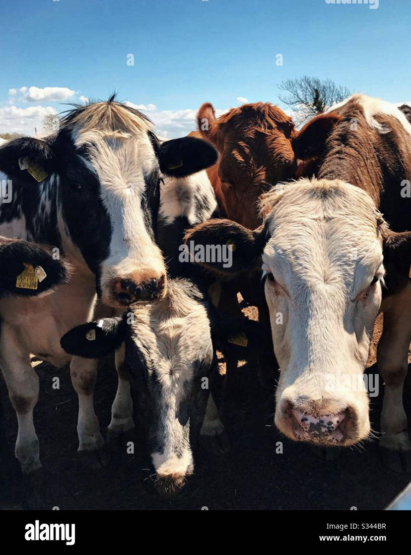 Cow meet hi-res stock photography and images - Alamy