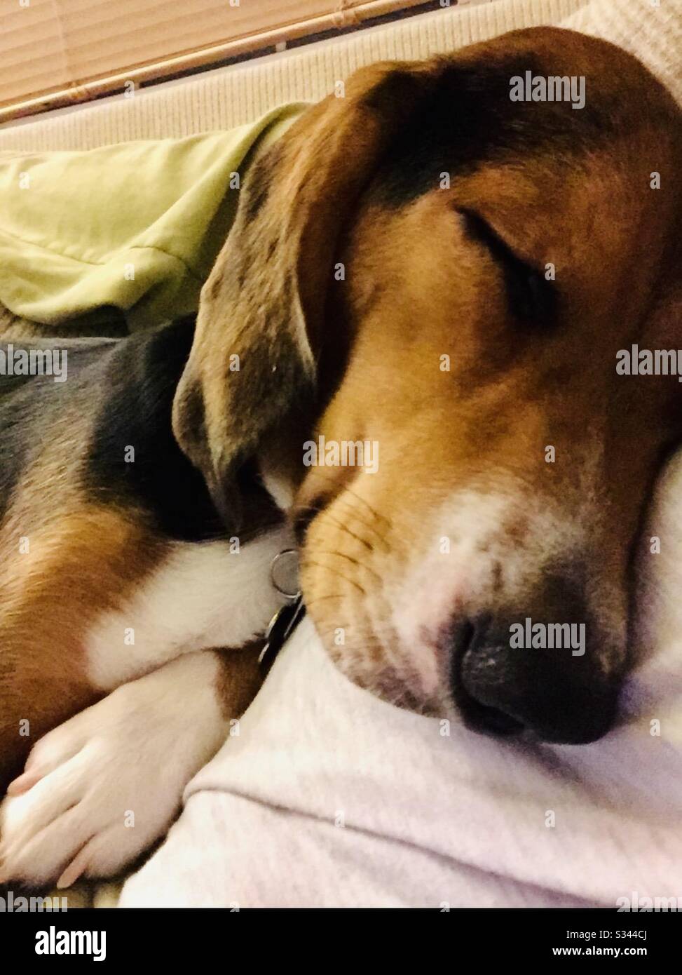 Sleeping beagle dog hi-res stock photography and images - Alamy
