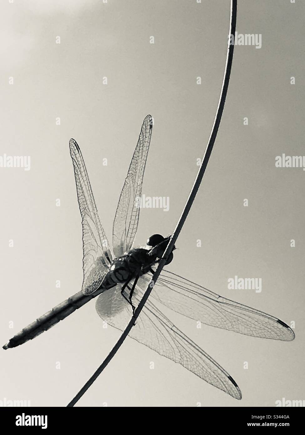 Fly zoomed hi-res stock photography and images - Alamy