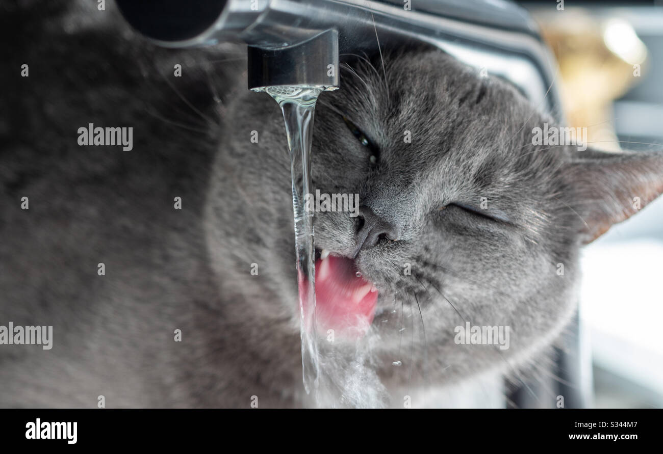 Cat drinking water indoor hi-res stock photography and images - Alamy