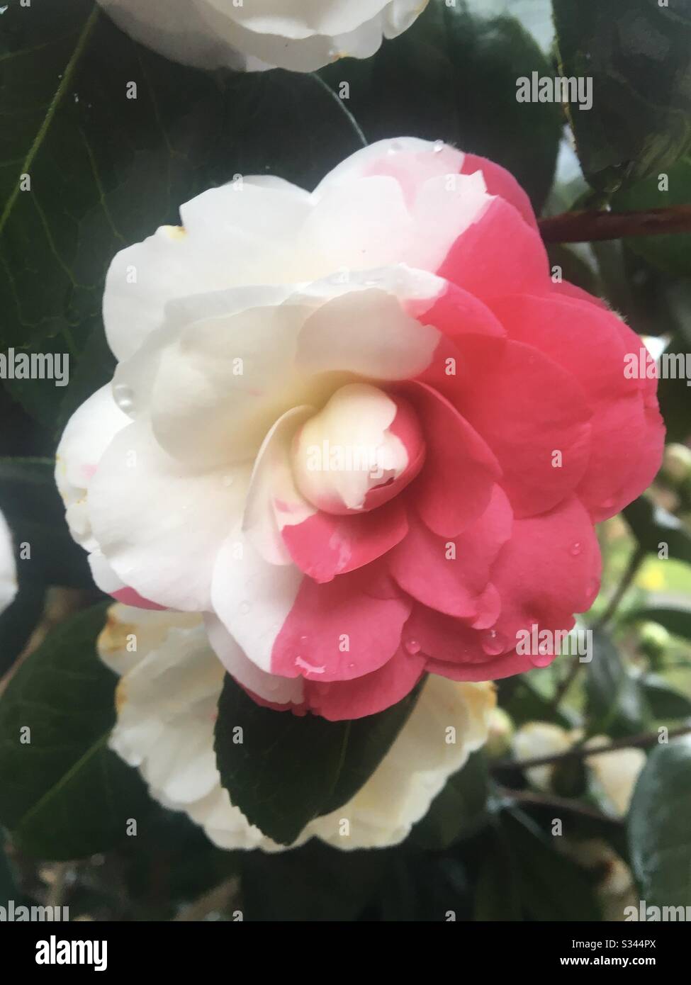 Mutant flower hi-res stock photography and images - Alamy