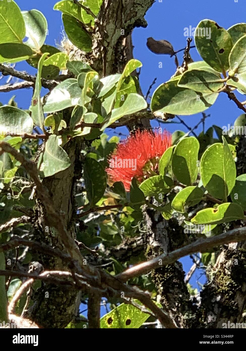 Indigenous flower hi-res stock photography and images - Alamy