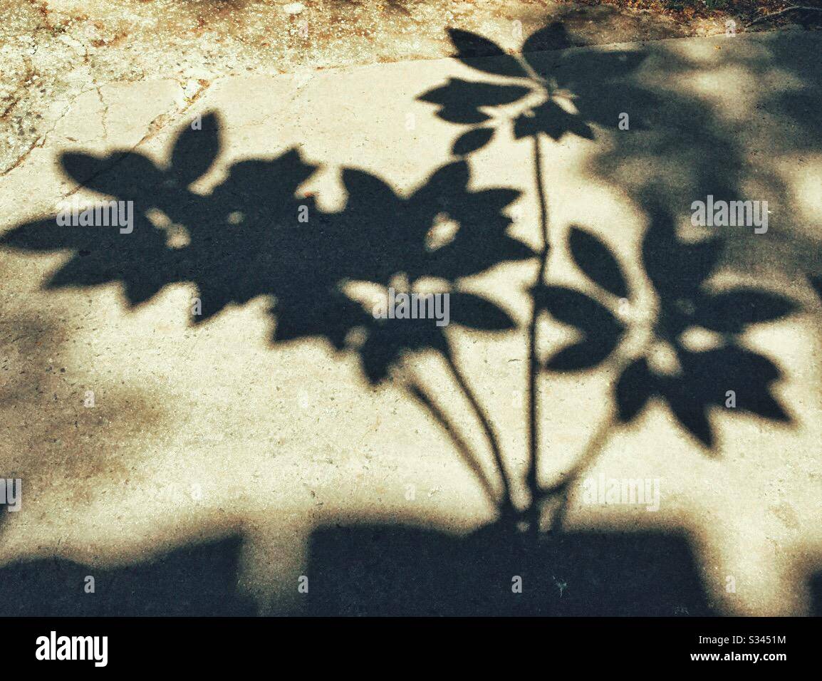 Reflection of a tree branch during noon time Stock Photo - Alamy