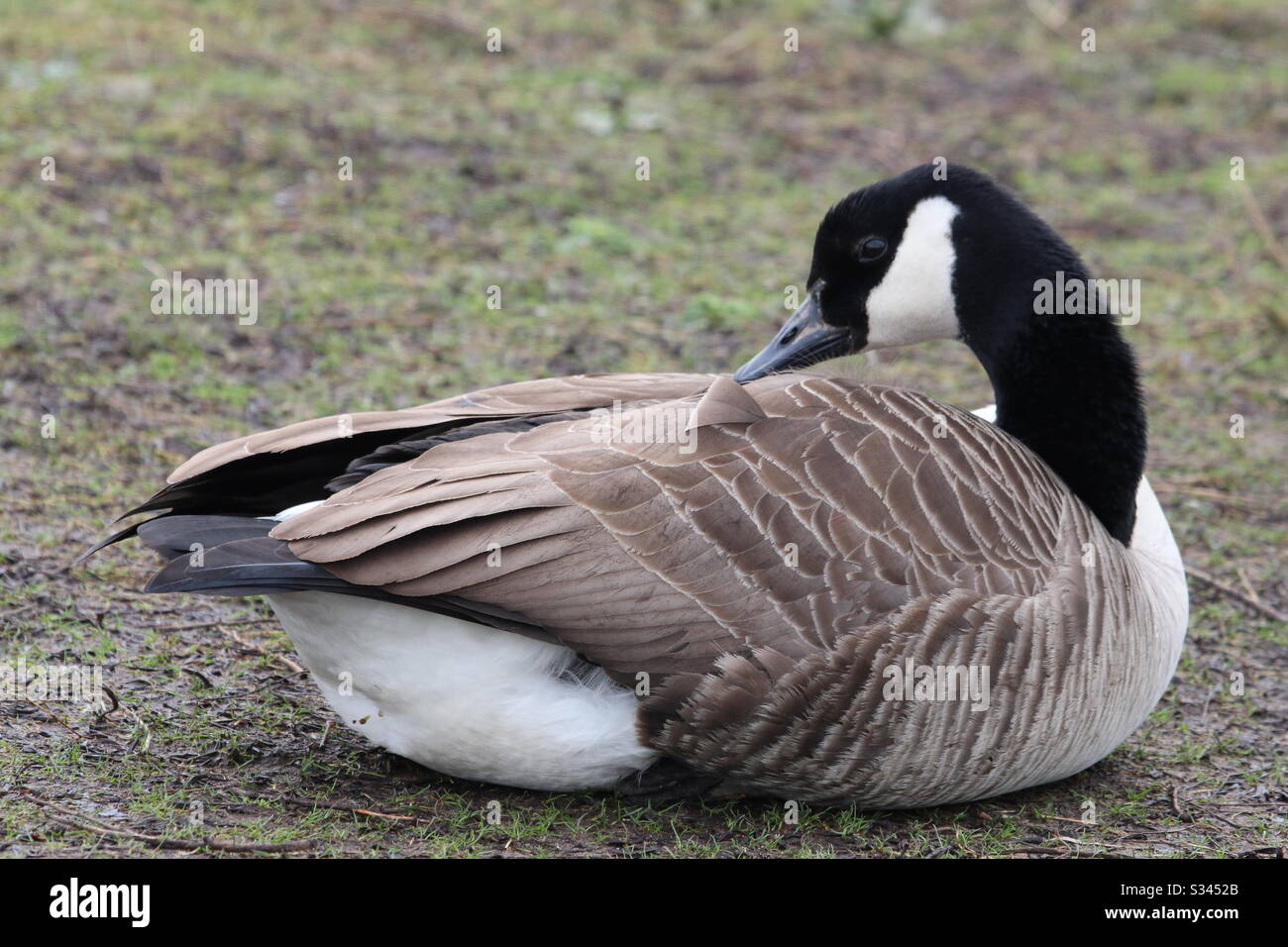 Goose grooming hi-res stock photography and images - Alamy