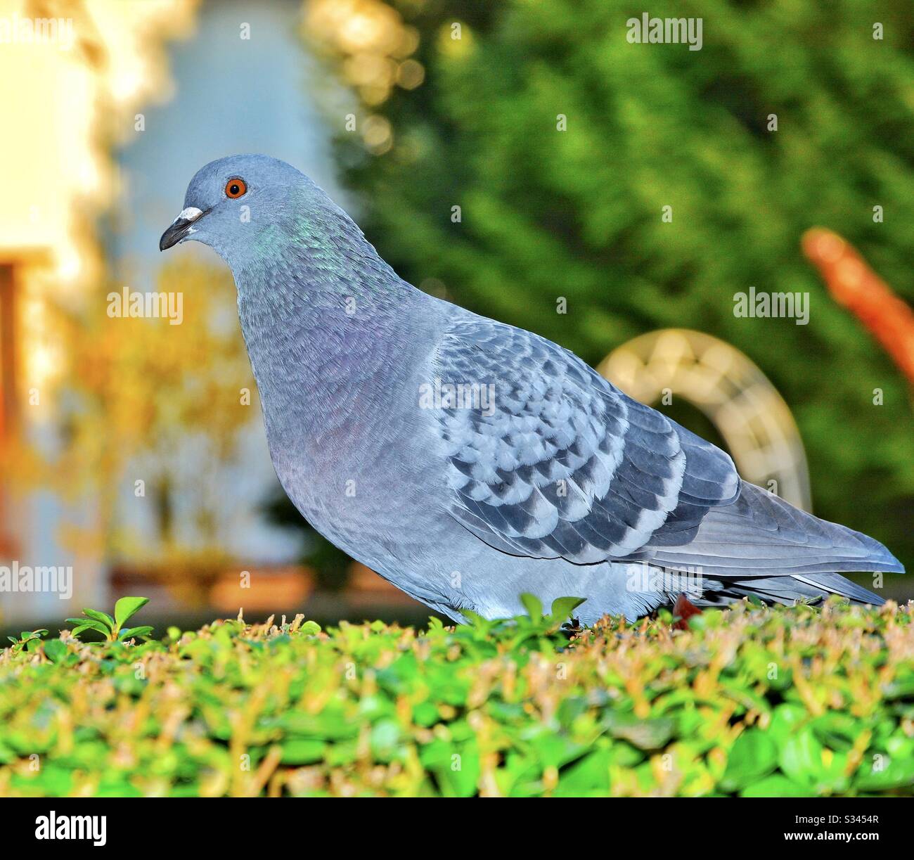 Pigeot hi-res stock photography and images - Alamy