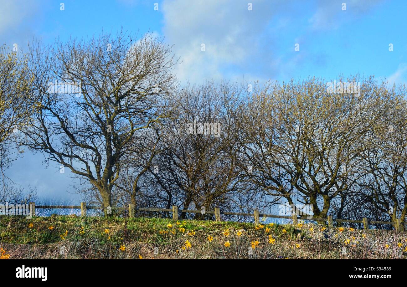 Treescape hi-res stock photography and images - Alamy