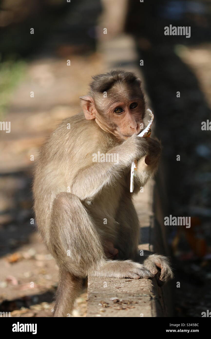 Look animal hi-res stock photography and images - Alamy