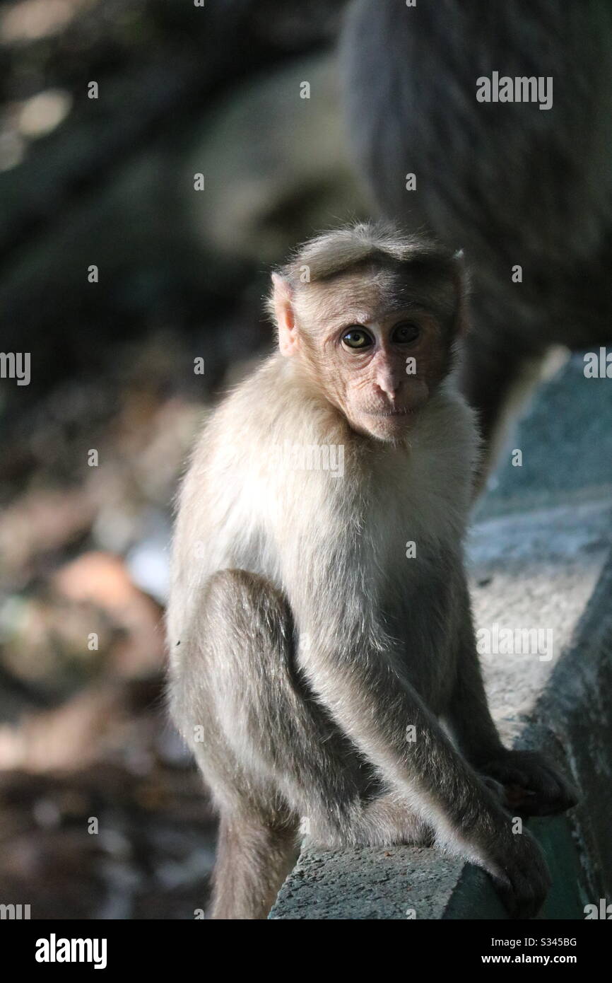 Brown and black monkey hi-res stock photography and images - Alamy