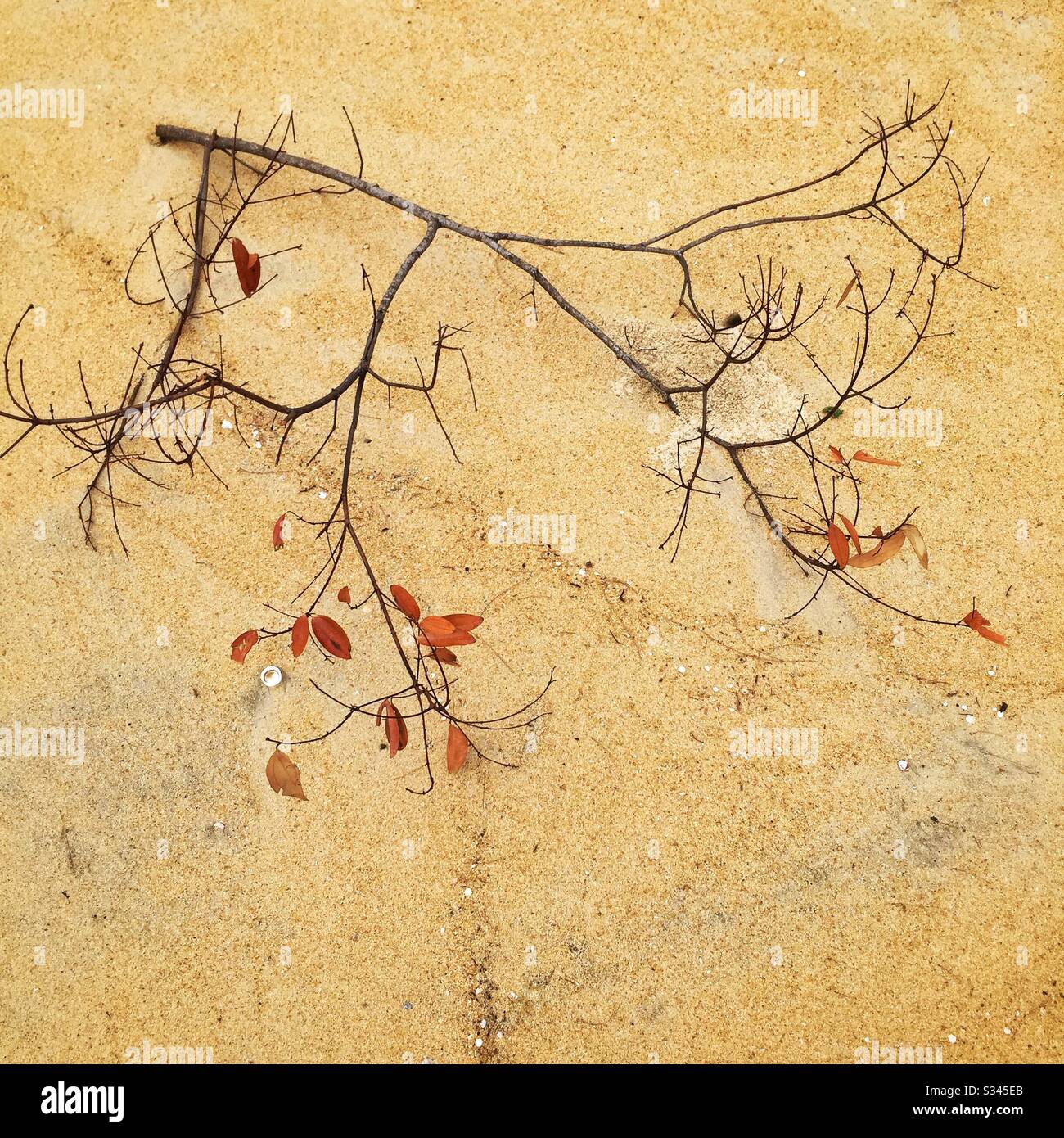 Broken branch on the beach, Batu Rakit, Terengganu, Malaysia Stock ...