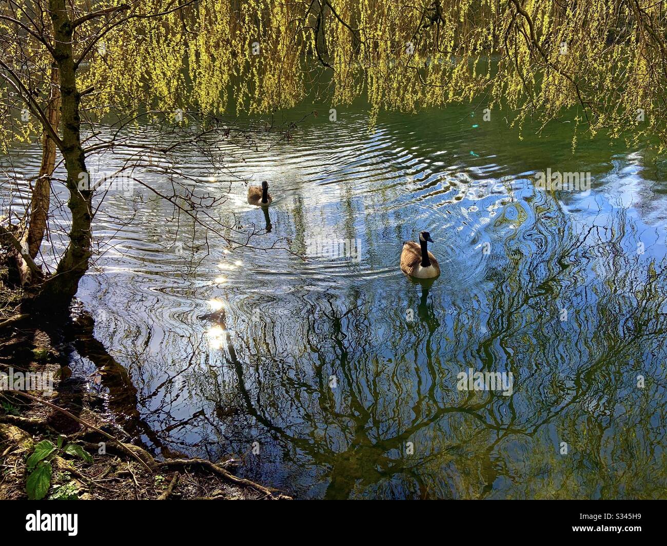 Rippled water ducks hi-res stock photography and images - Alamy