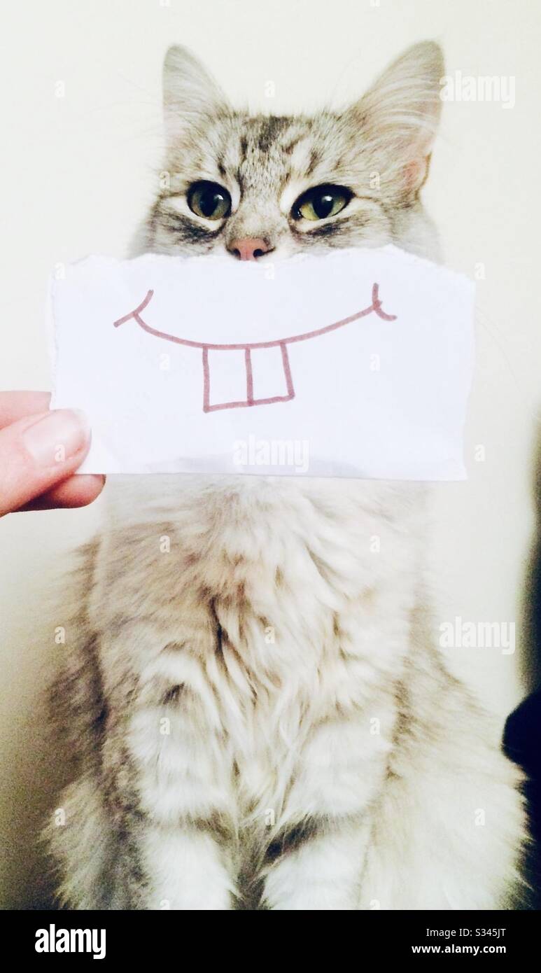 Cat Paper Smile