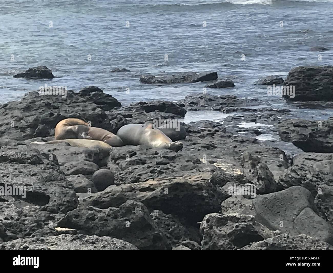 Lions on beach hi-res stock photography and images - Alamy