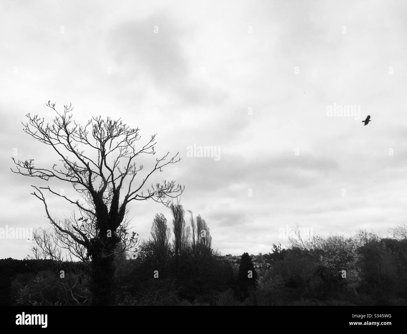 Bird flying by the tree hi-res stock photography and images - Alamy