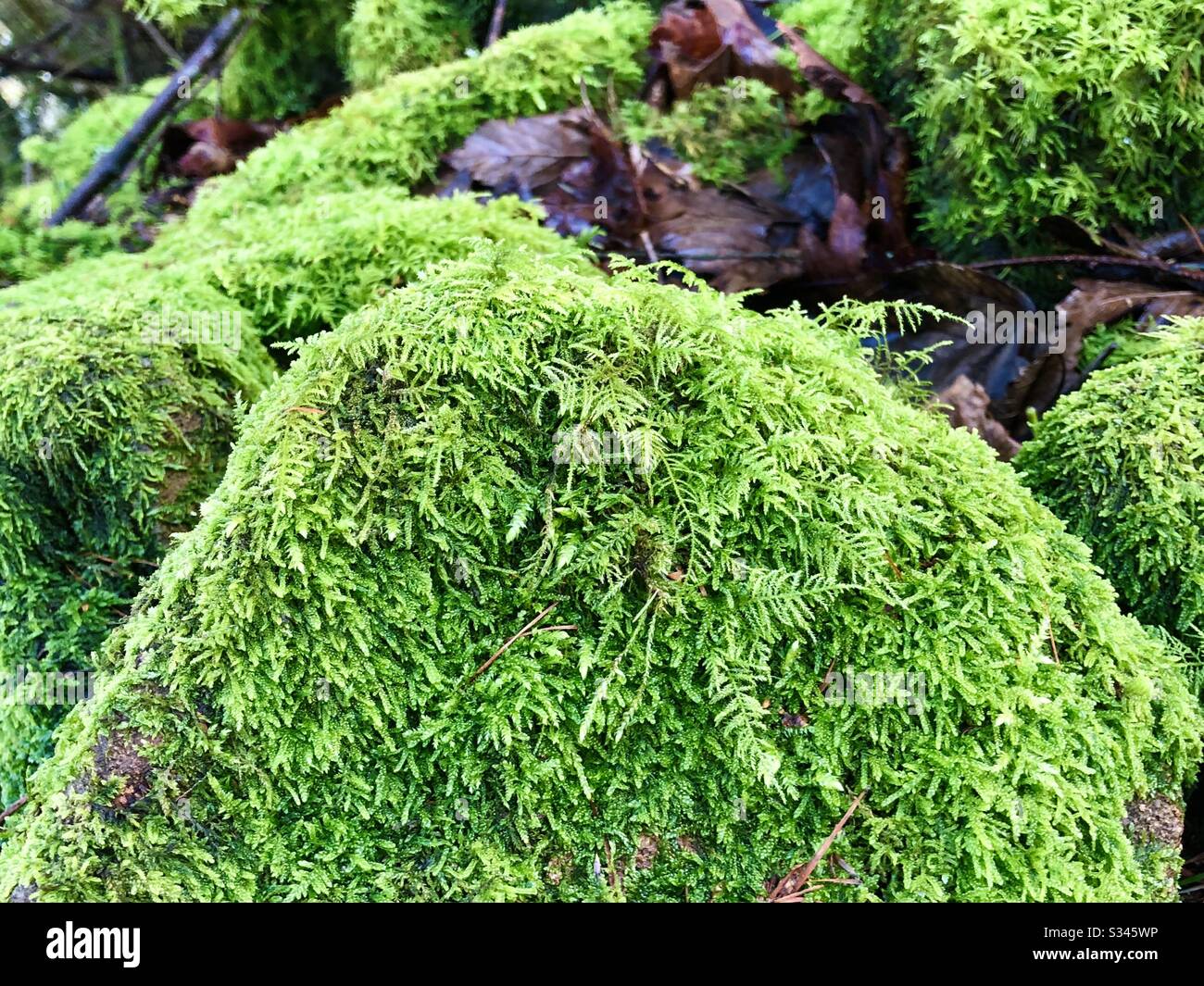 Fluffy green moss, close up shot Stock Photo - Alamy