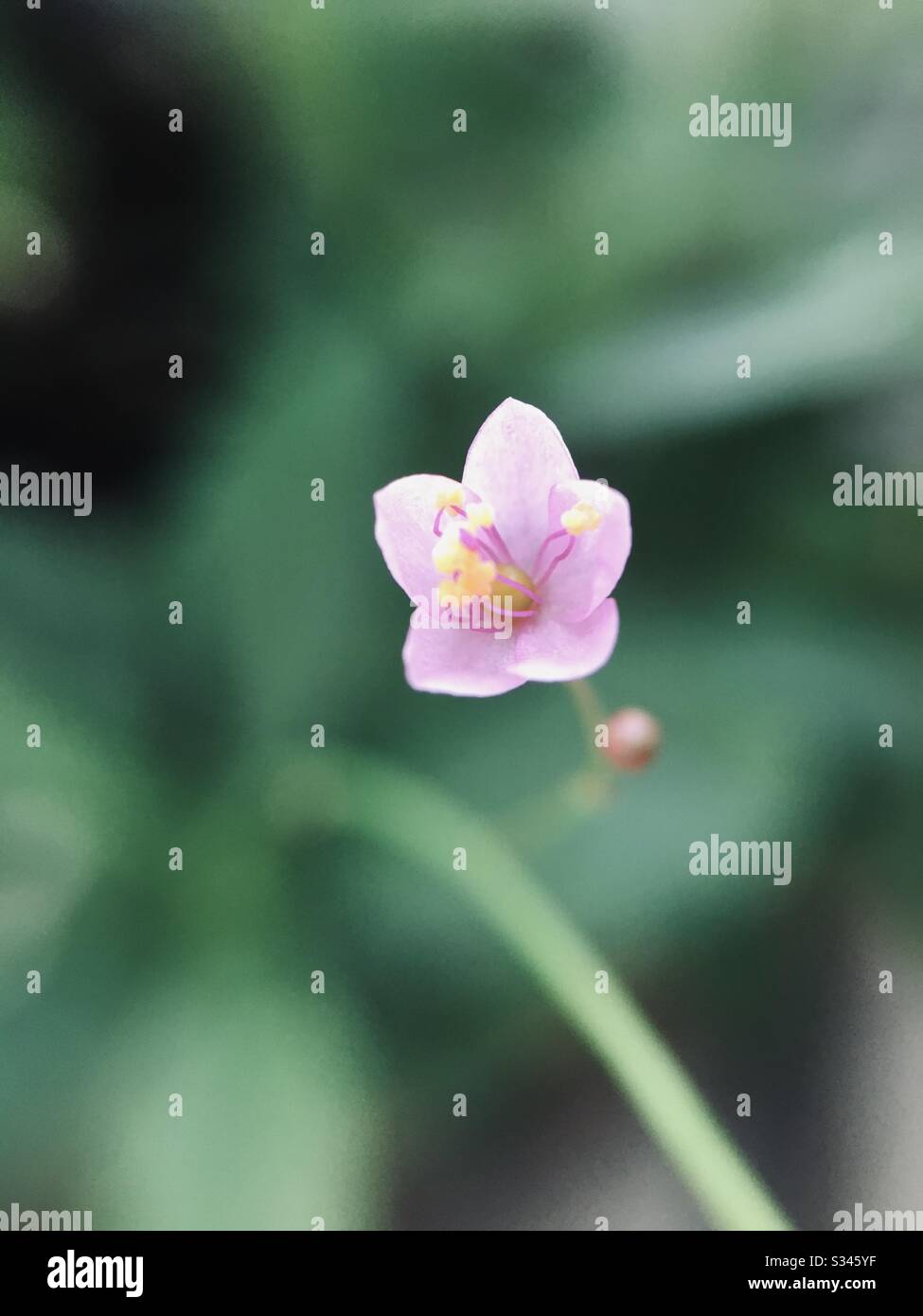 Small tiny flower hi-res stock photography and images - Alamy