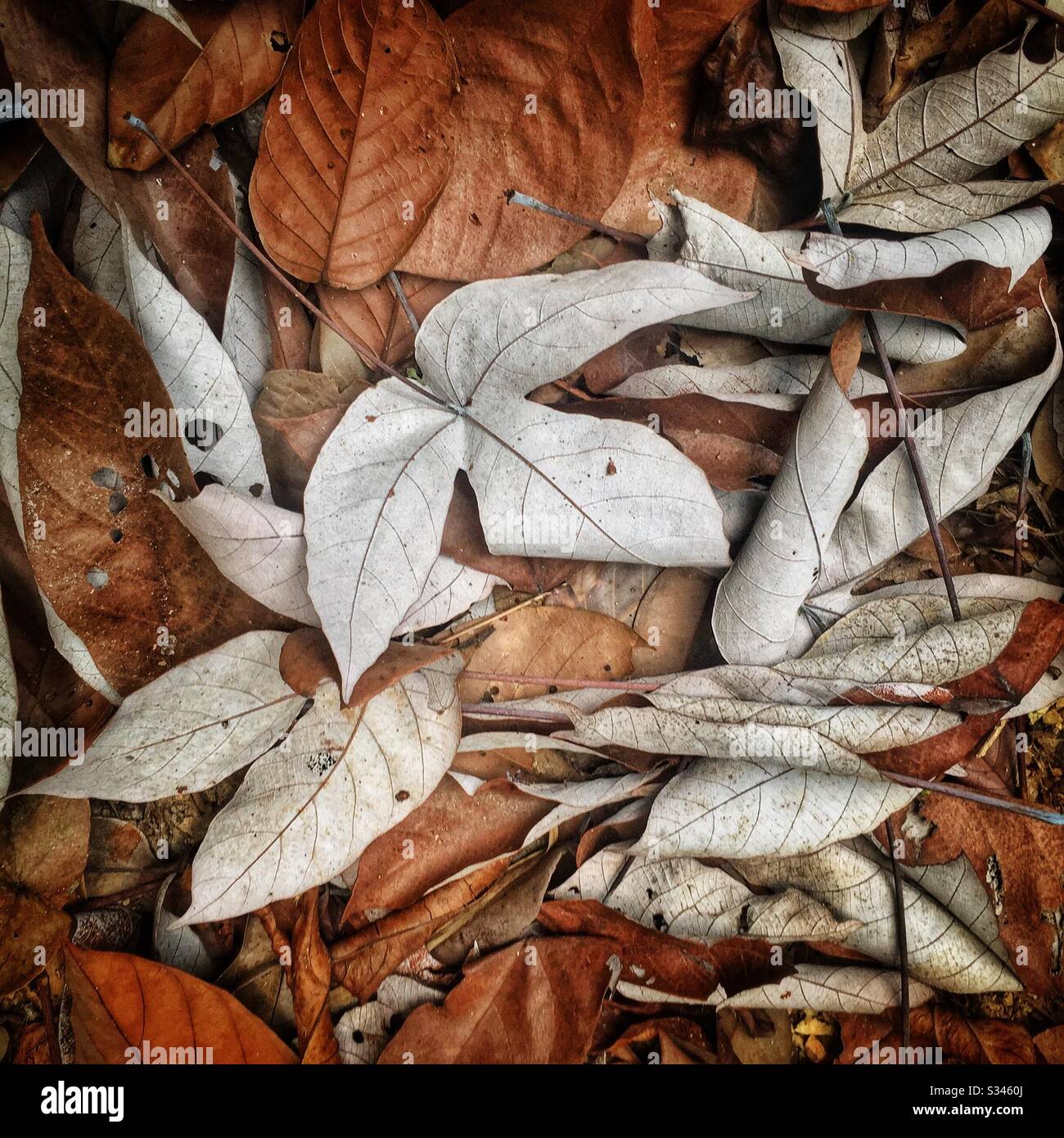 Leaves from rainforest trees on the forest floor, Pulau Banding ...